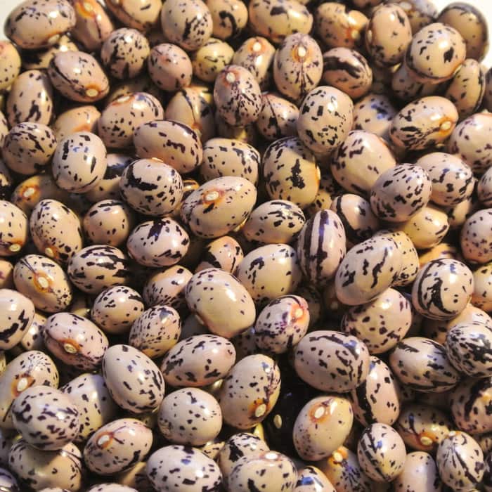 Pole Dry Bean, Broughton Astley Polish (Organic) - Adaptive Seeds