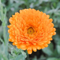 Herb Seeds - Adaptive Seeds