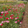 Poppy, Horton Corn Poppy Mix (Organic) - Adaptive Seeds