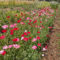 Poppy, Horton Corn Poppy Mix (Organic) - Adaptive Seeds
