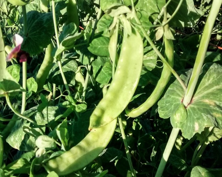 Snow Pea, Green Beauty (Organic) - Adaptive Seeds
