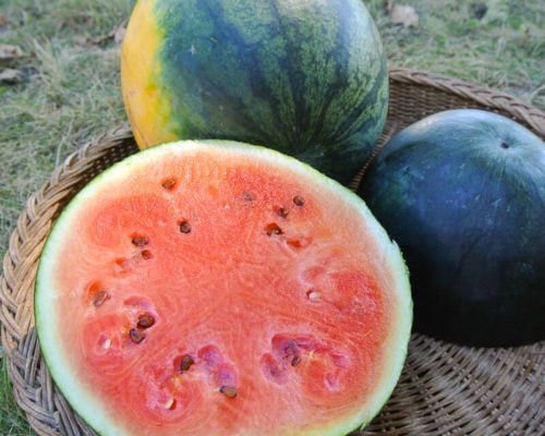 Watermelon, Katanya (Organic) - Adaptive Seeds