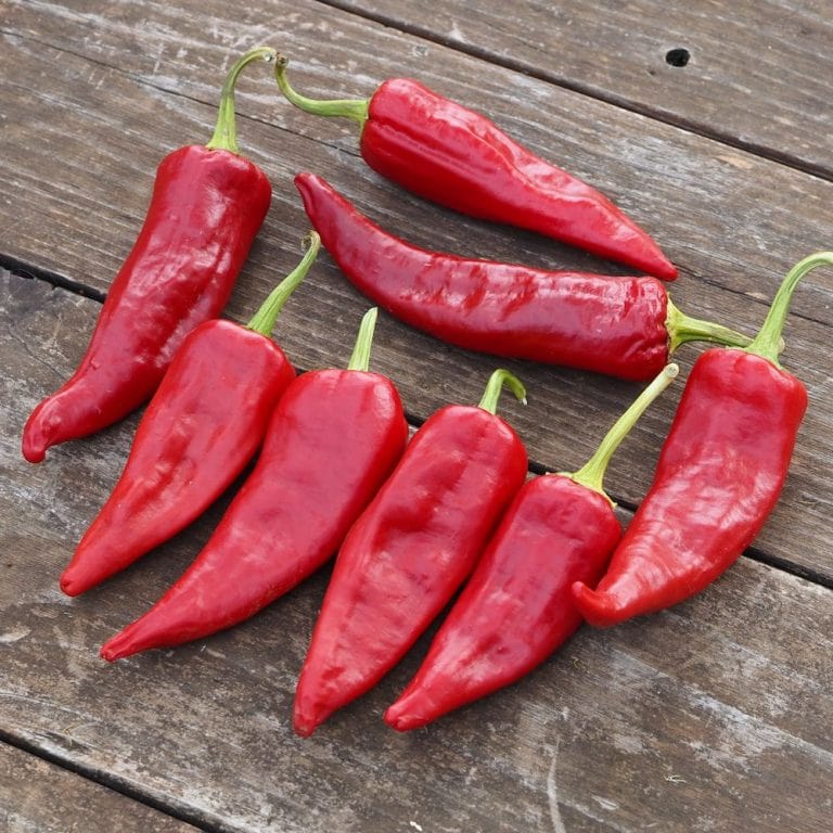 Hot Pepper, Chimayo (Organic) - Adaptive Seeds