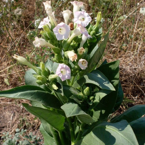 Tobacco, Shirazi (Organic) - Adaptive Seeds