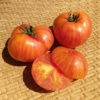 Tomato, Dwarf Confetti (Organic) - Adaptive Seeds