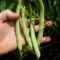 Bush Snap Bean, Wade (Organic) - Adaptive Seeds