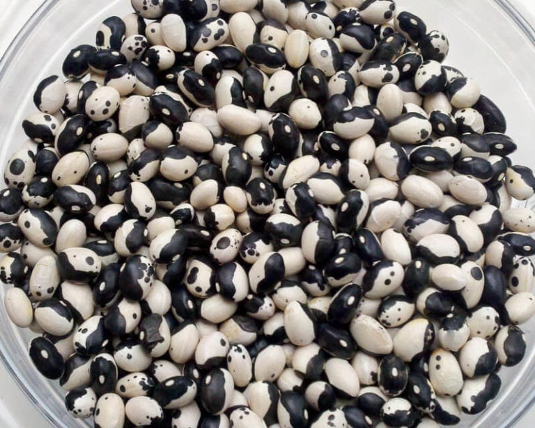 Bush Dry Bean, Wolverine's Orca (Organic) - Adaptive Seeds