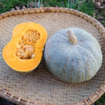Winter Squash - Adaptive Seeds