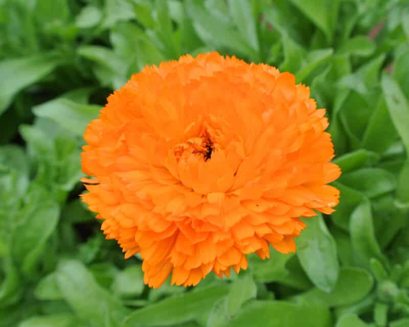 Organic Erfurter Calendula Seed - Adaptive Seeds