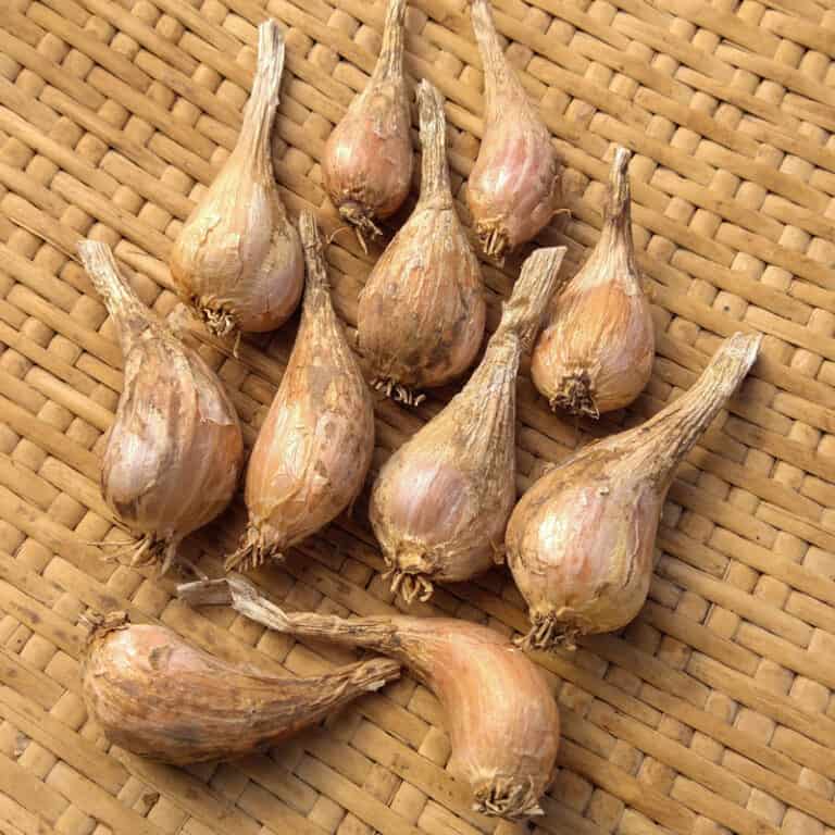 Organic Seed Garlic & Shallots - Adaptive Seeds