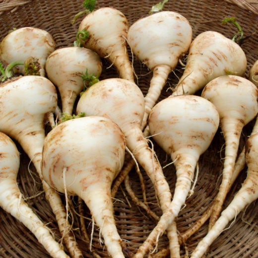 Parsnip, Kral Russian (Organic) - Adaptive Seeds