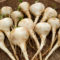 Parsnip, Kral Russian (Organic) - Adaptive Seeds