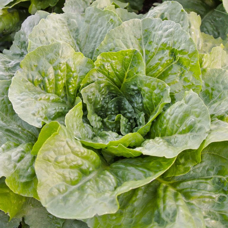 Romulus Lettuce Seed (Organic) - Adaptive Seeds