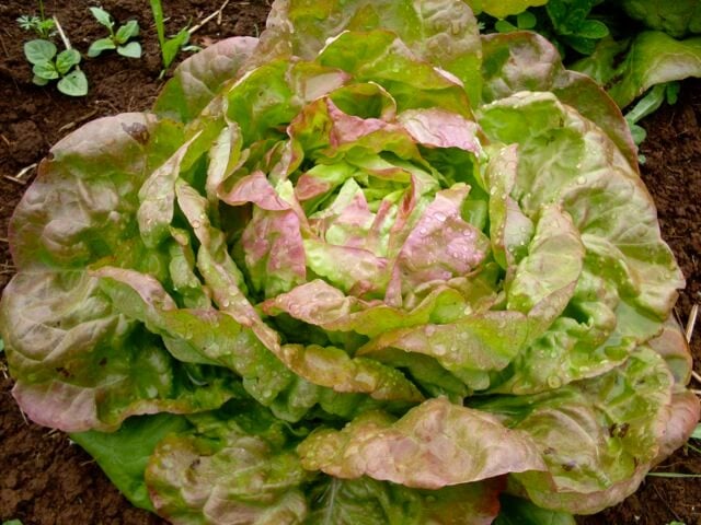 Lettuce, Hungarian Winter Pink (Organic) - Adaptive Seeds
