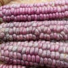 Organic Corn Seed - Adaptive Seeds