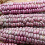 Organic Corn Seed - Adaptive Seeds