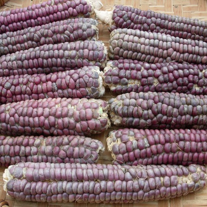 Organic Corn Seed - Adaptive Seeds