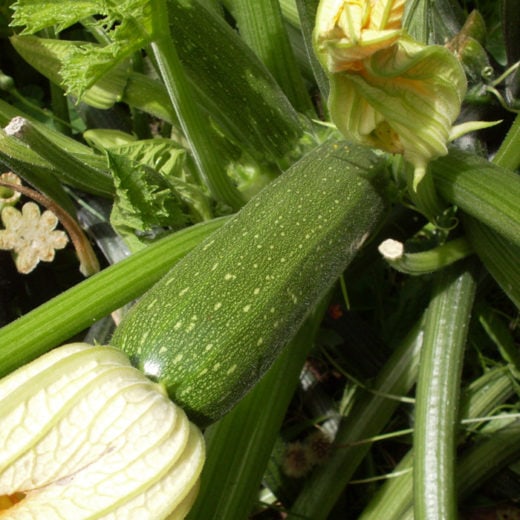 Zucchini, Mutabile (Organic) - Adaptive Seeds