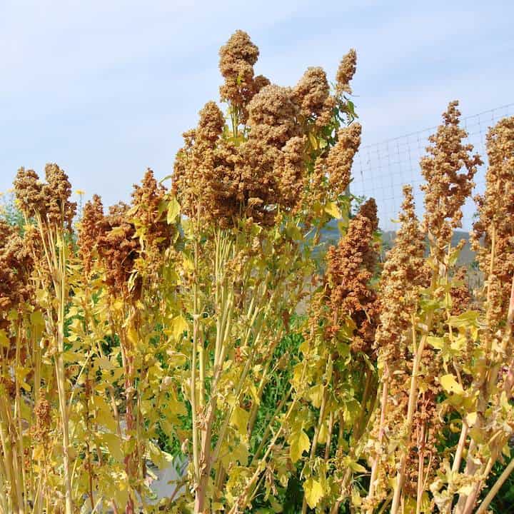 Quinoa - Adaptive Seeds