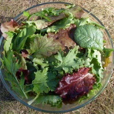 Pre-Mixed Greens - Adaptive Seeds