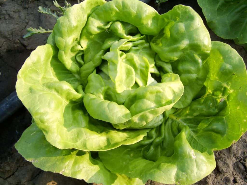 Lettuce, Bríwerí (Organic) - Adaptive Seeds