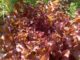 Lettuce, Cerise Oak Leaf (Organic) - Adaptive Seeds