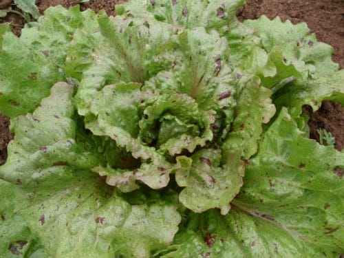 Lettuce, Salade de Russie (Organic) - Adaptive Seeds