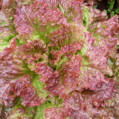 Organic Vegetable Seeds - Adaptive Seeds