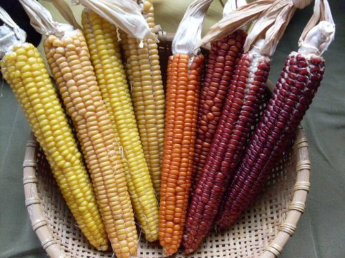 Sweet Corn, Double Red (Organic) - Adaptive Seeds