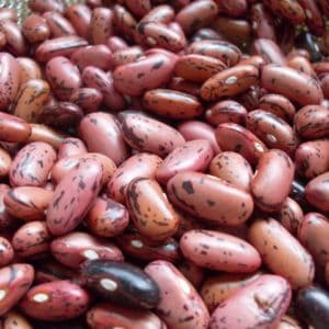 Organic Bean Seeds - Adaptive Seeds