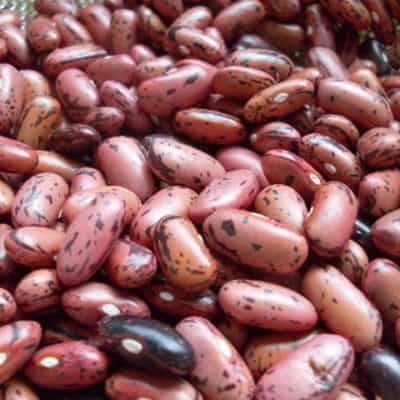 Bush Dry Bean Seed - Adaptive Seeds