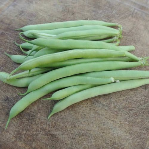 Bush Snap Bean, Saxa (Organic) - Adaptive Seeds