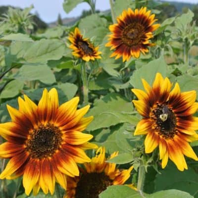 Ring Of Fire Sunflower - Organic Seed - Adaptive Seeds