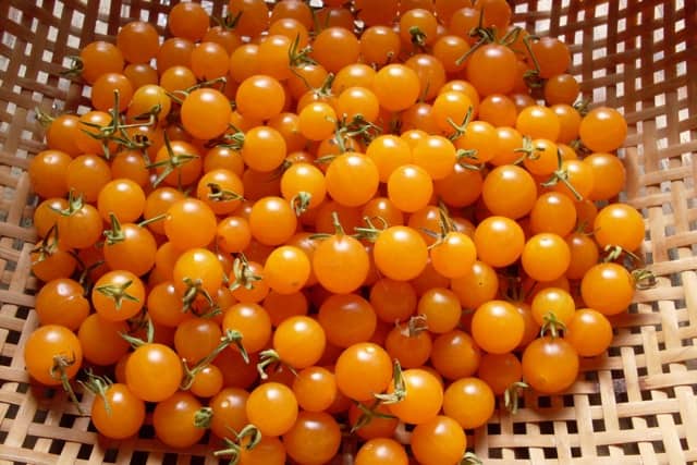 Tomato, Orange Currant (Organic) - Adaptive Seeds