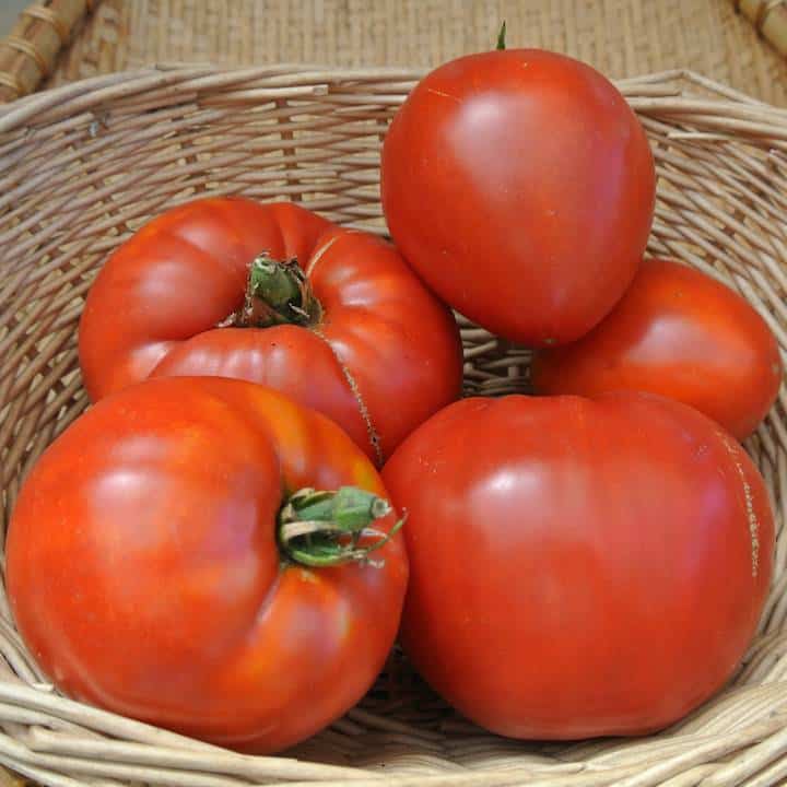 Tomato, Jory (Organic) - Adaptive Seeds