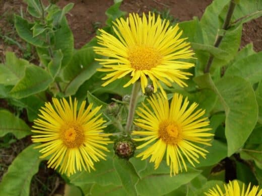 Elecampane, Julie's (Organic) - Adaptive Seeds