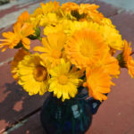Organic Flower Seed - Adaptive Seeds