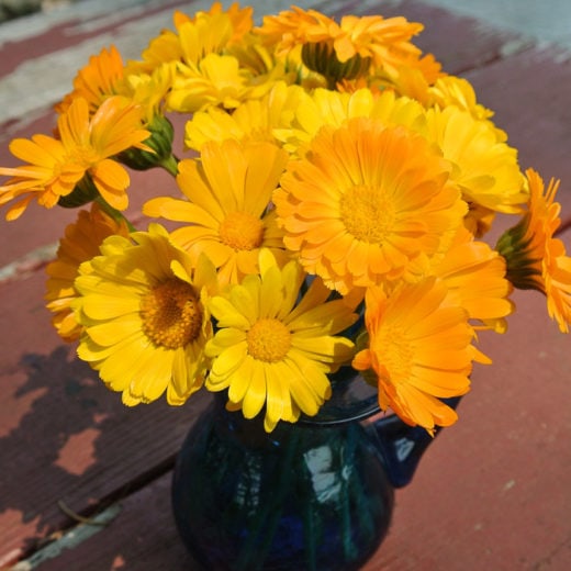 Organic Flower Seed - Adaptive Seeds