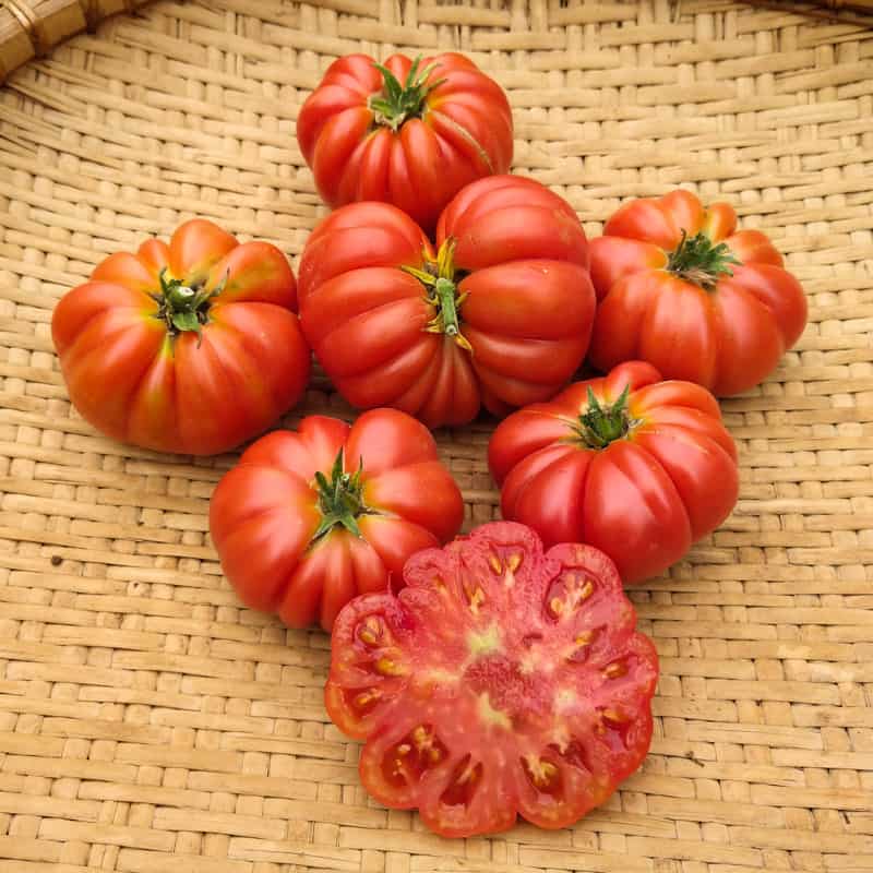 Tomato, Petrillo (Organic) - Adaptive Seeds