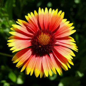 Perennial Flowers - Adaptive Seeds