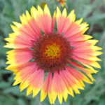 Perennial Flowers - Adaptive Seeds