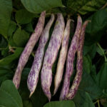 Bush Snap Bean, Marvel of Piedmont (Organic) - Adaptive Seeds