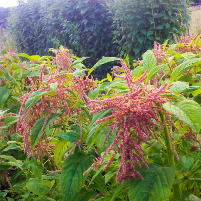 Organic Flower Seed - Adaptive Seeds