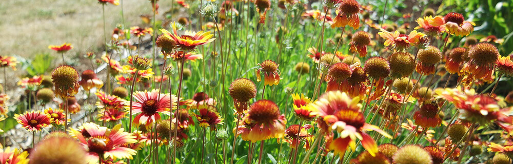 Adaptive Seeds - Pacific Northwest grown, open pollinated, and organic ...