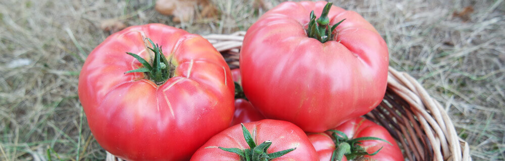 Adaptive Seeds - Pacific Northwest grown, open pollinated, and organic ...