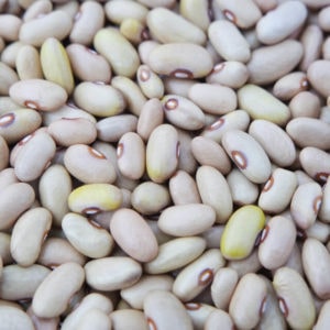 Organic Bean Seeds - Adaptive Seeds