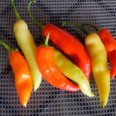 Hot Peppers - Adaptive Seeds