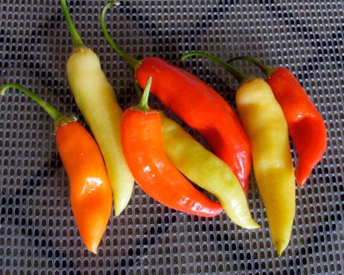 Hot Pepper, Aji Crystal (Organic) - Adaptive Seeds
