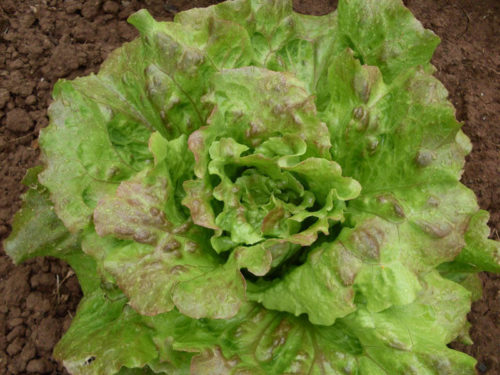 Lettuce, Slogun (Organic) - Adaptive Seeds