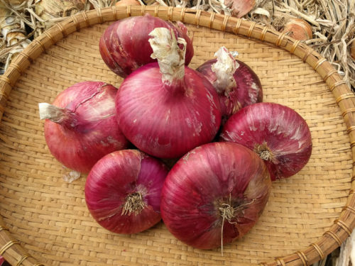 Onion, Rossa di Toscana (Organic) - Adaptive Seeds